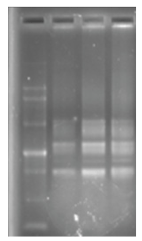 RNA Extraction from Saccharomyces Cerevisiae on the Bead Ruptor Elite