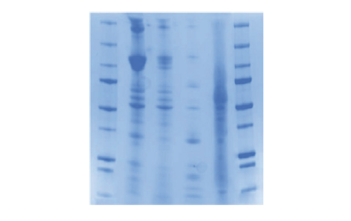Drosophila melanogaster protein and DNA extractions using the Omni Bead ...