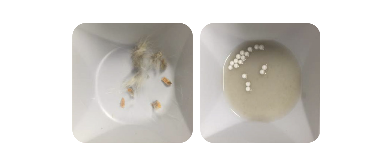 Homogenization of Bat Tissues and Hair with the Bead Ruptor Elite