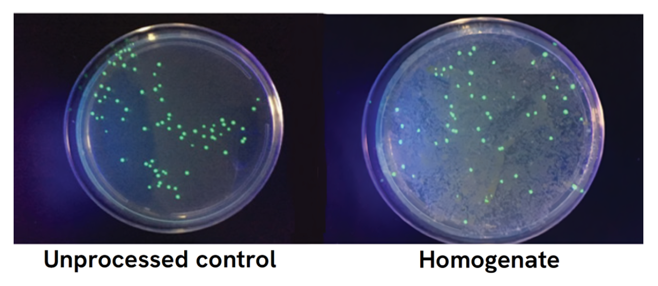 Evaluation of Sample Disruption Techniques for High Throughput ...