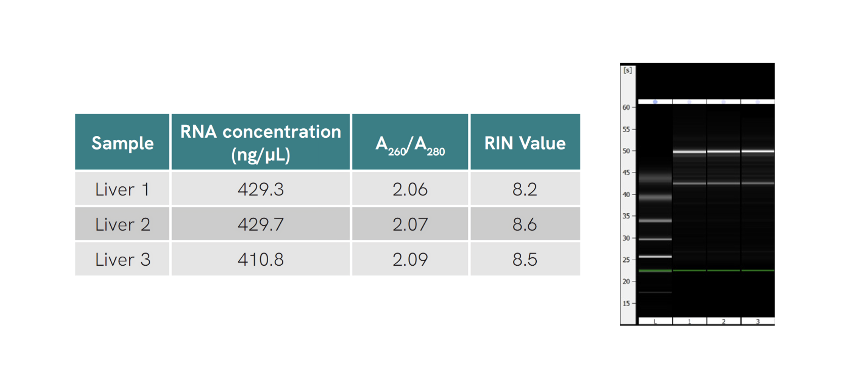 Nucleic Acid Extraction from Mus musculus Tissues Using the Bead Ruptor ...