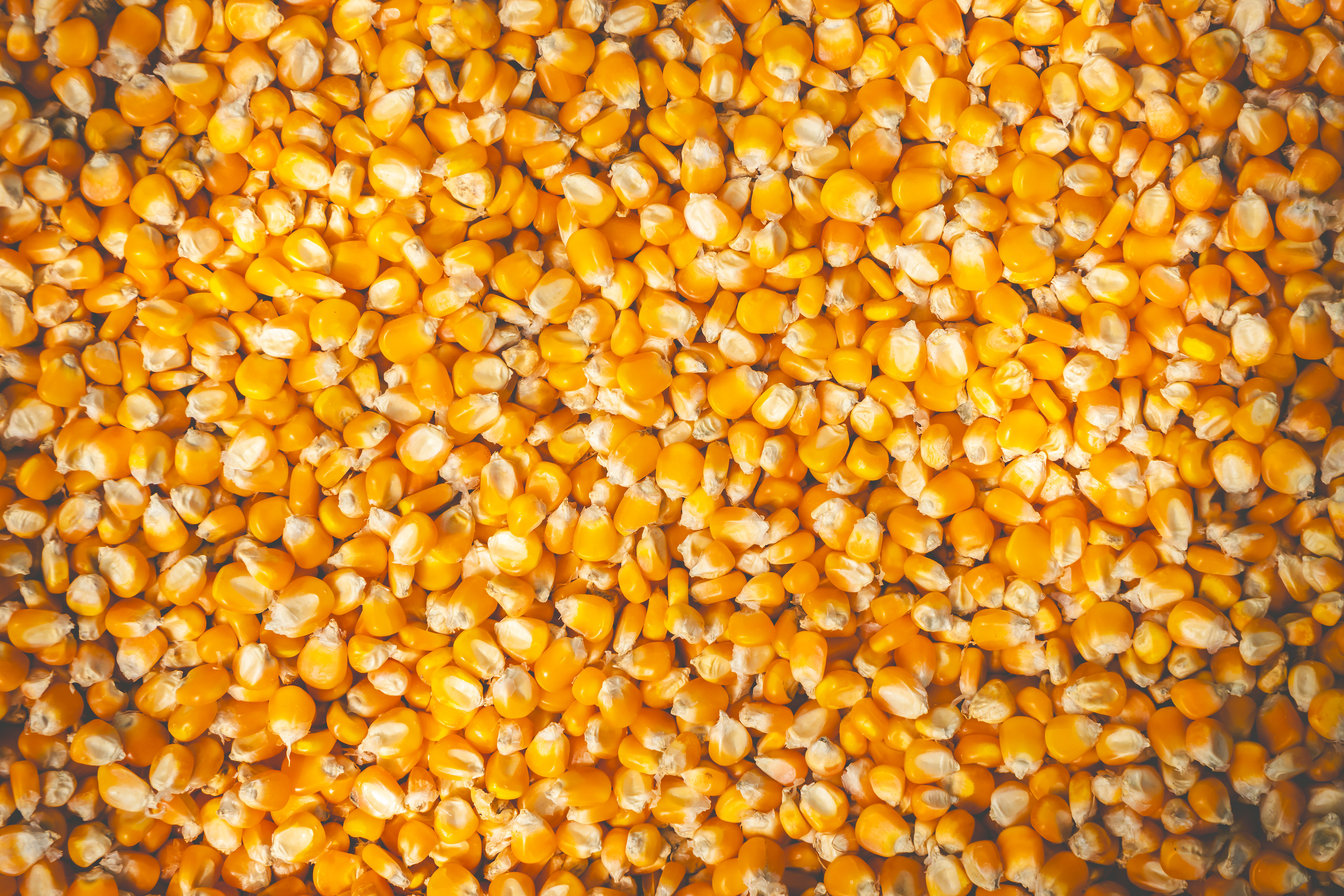 High Throughput RNA extraction from corn utilizing the Omni Bead Ruptor ...